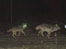 Predator Hunting at Night: 5 Tips to Hunt By