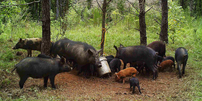 Finding the Best Wild Hog Bait Attractant – Outrigger Outdoors